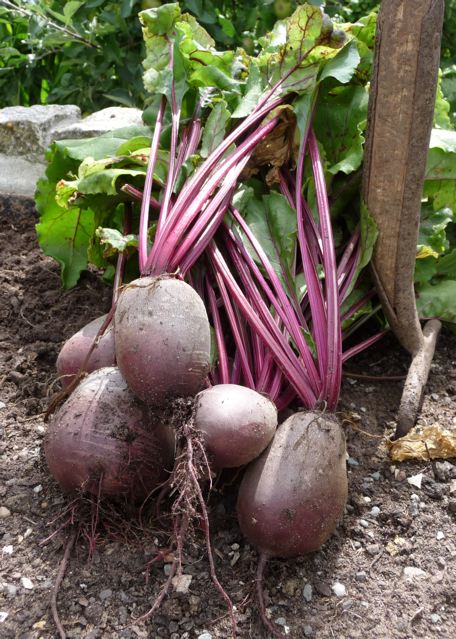 Beetroot, Onion and Dill Pickle Salad | Zeb Bakes