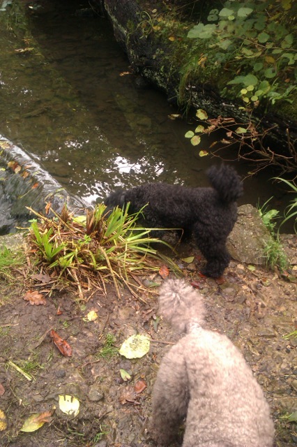 Where Zeb Walks in Badock’s Woods | Zeb Bakes