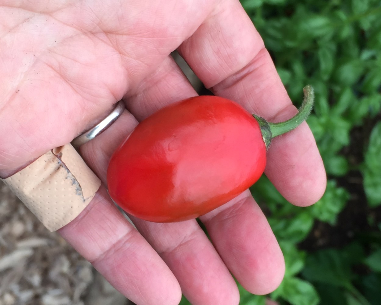 Rocoto – Capiscum Pubescens – the hairy chilli from South America ...