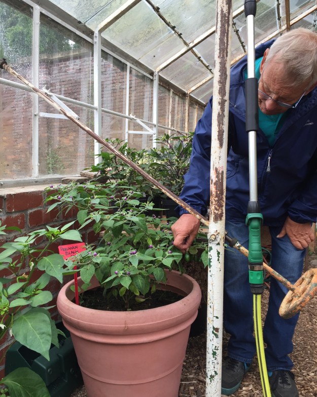 Rocoto – Capiscum Pubescens – the hairy chilli from South America ...