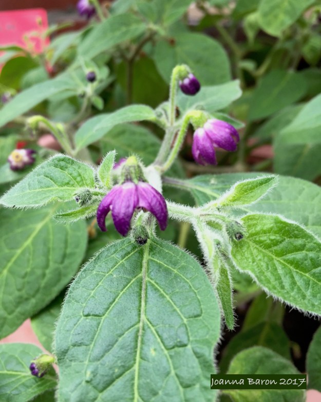 Rocoto – Capiscum Pubescens – the hairy chilli from South America ...