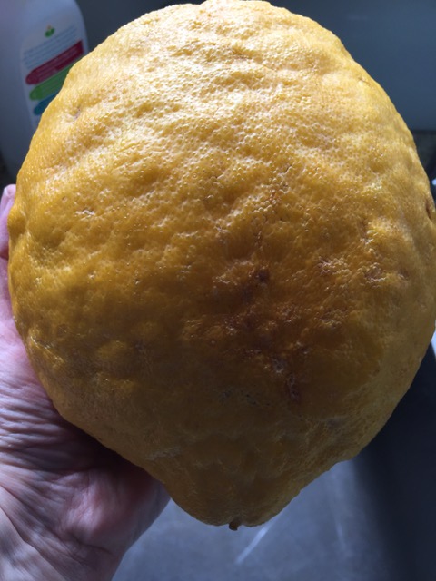 Candied Citron Experiment | Zeb Bakes
