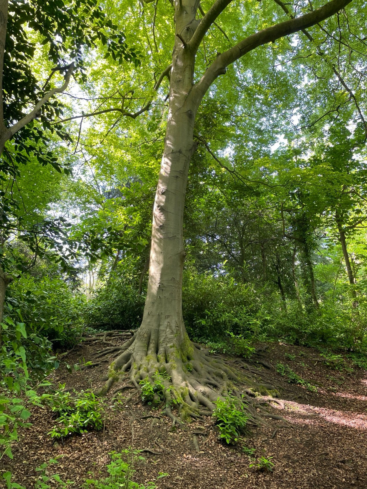 Zeb Bakes | Bread, the Garden, Walks in Green Places