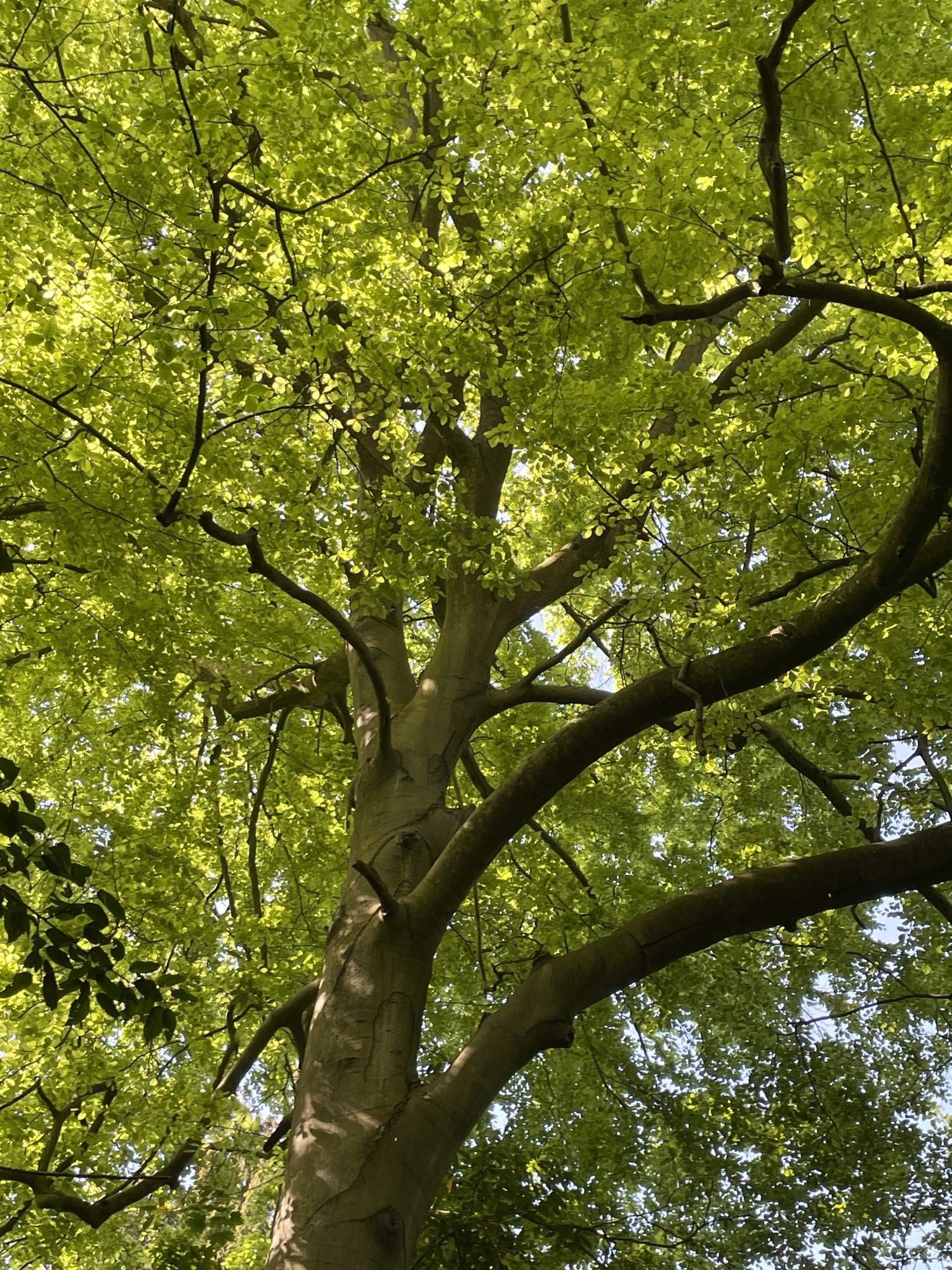 Zeb Bakes | Bread, the Garden, Walks in Green Places