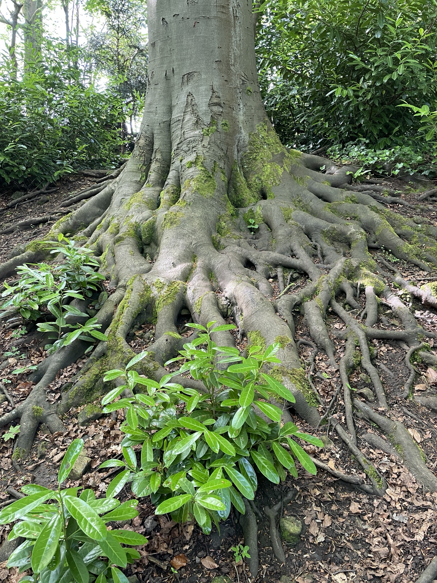 Zeb Bakes | Bread, the Garden, Walks in Green Places